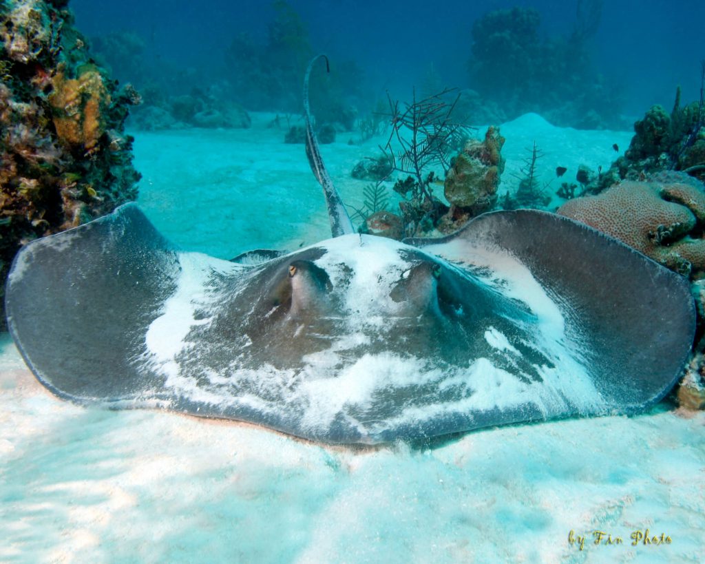Image Library - Stuart Coves - Bahamas Dive Shop & Tours