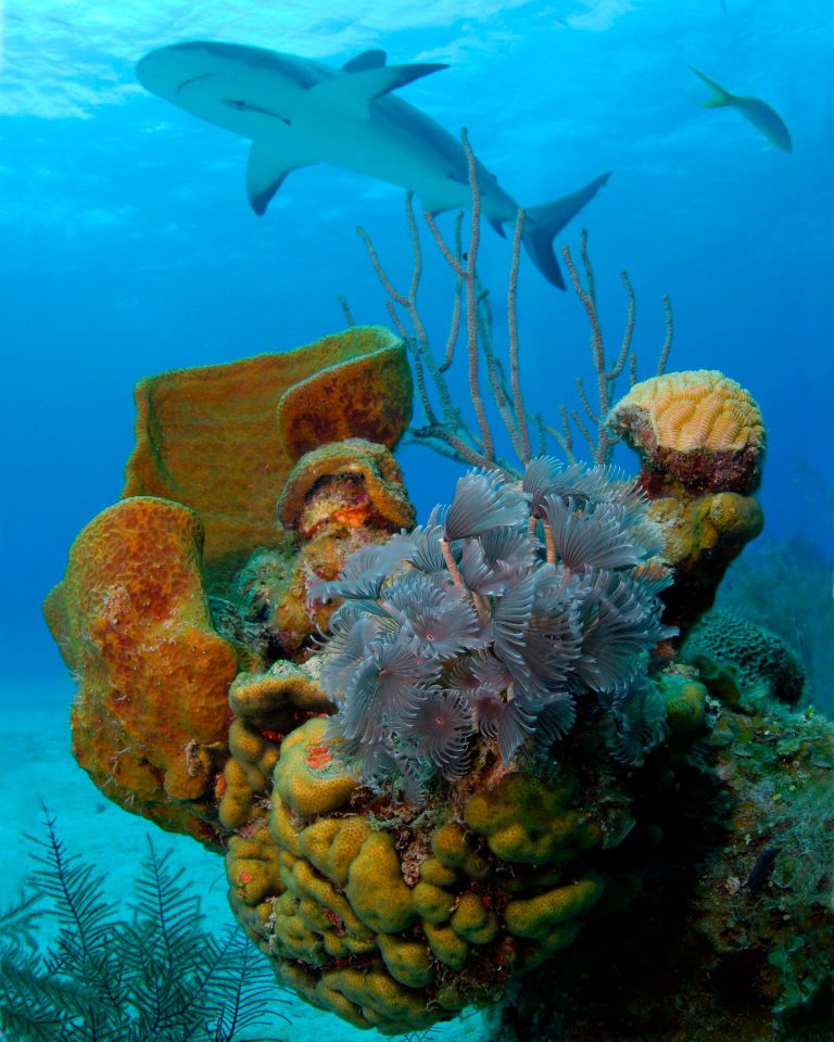Scuba Diving - Stuart Coves - Bahamas Dive Shop & Tours