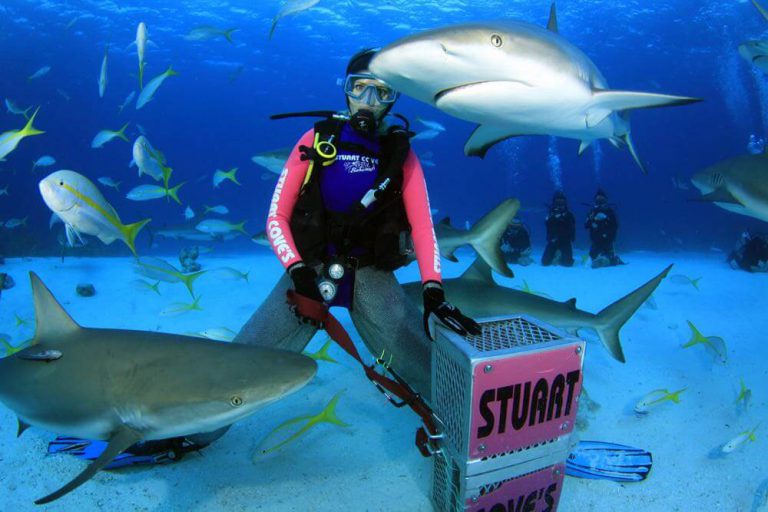 Scuba Diving - Stuart Coves - Bahamas Dive Shop & Tours